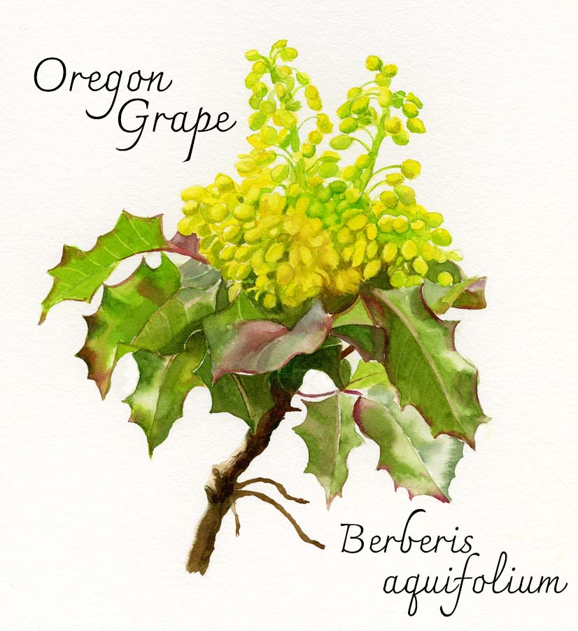 Oregon grape root | Herbs | Herbal Reality