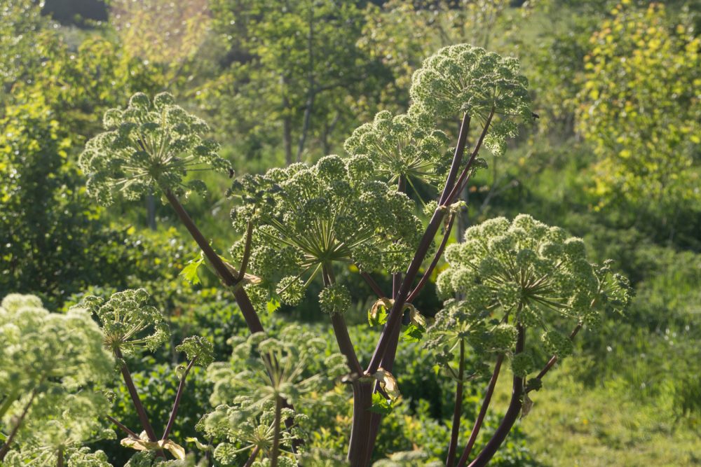 Angelica | Herbs | Herbal Reality