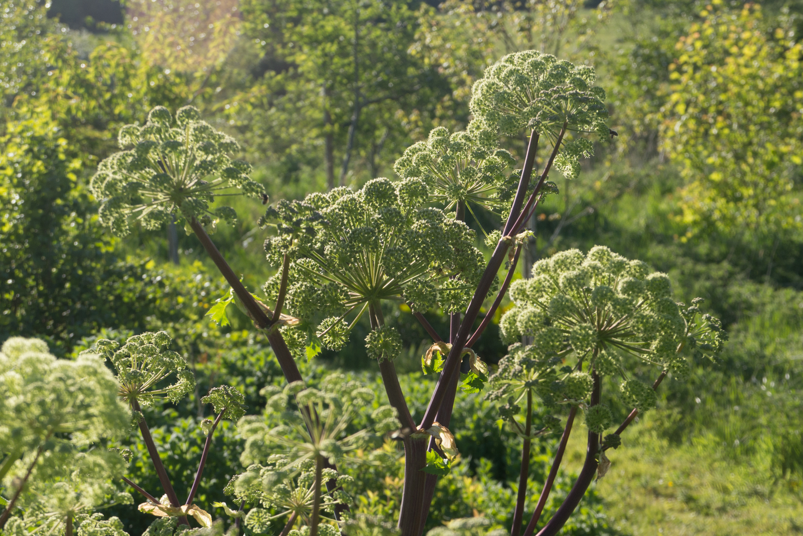 Angelica | Herbs | Herbal Reality
