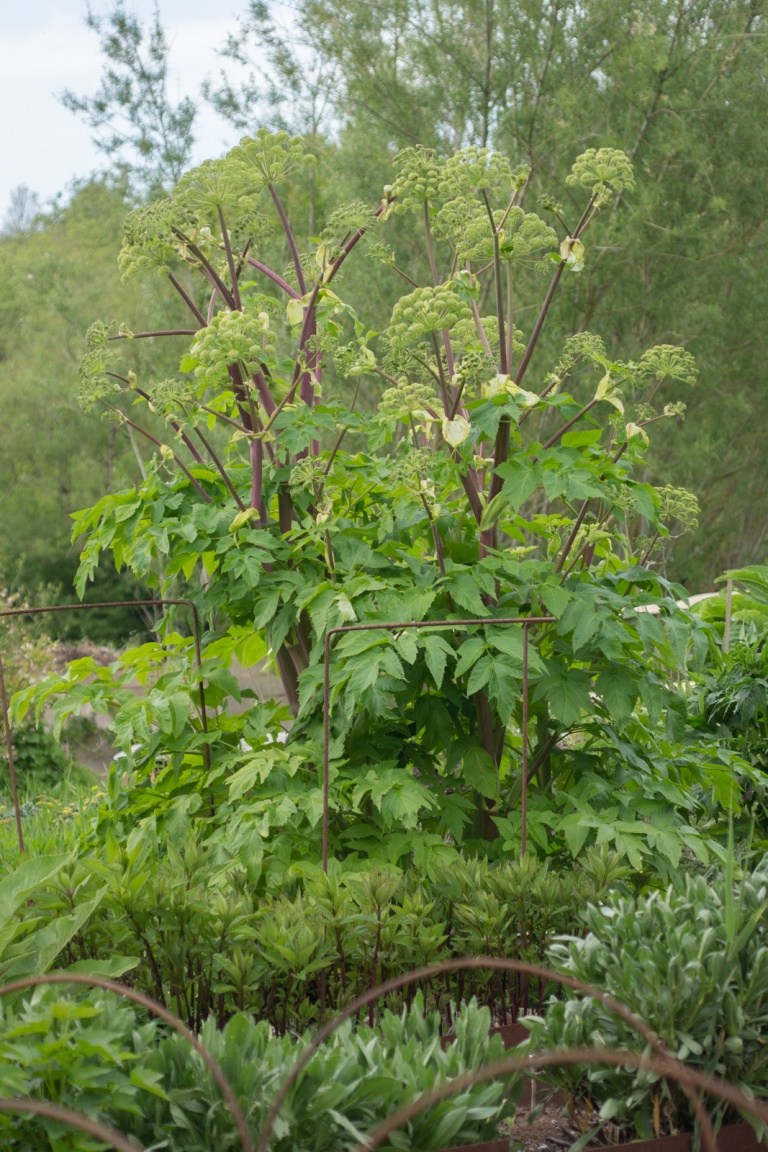 Angelica (Angelica archangelica): Benefits, Uses, Safety | Herbal Reality
