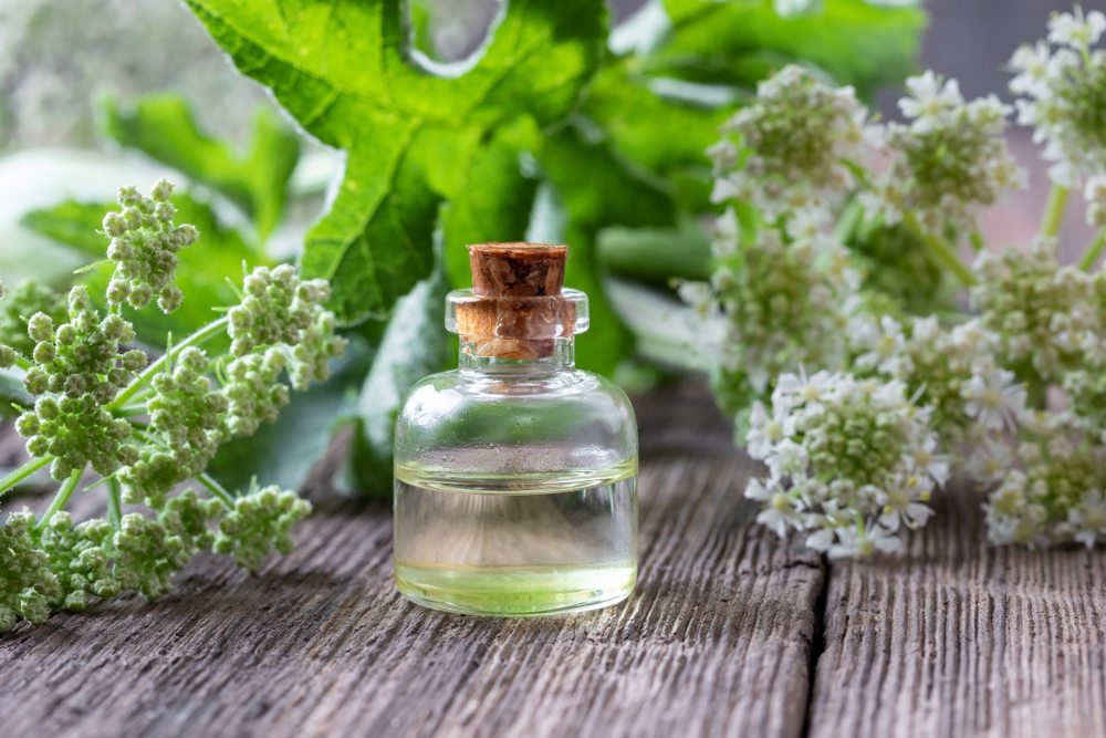 Angelica (Angelica archangelica): Benefits, Uses, Safety | Herbal Reality