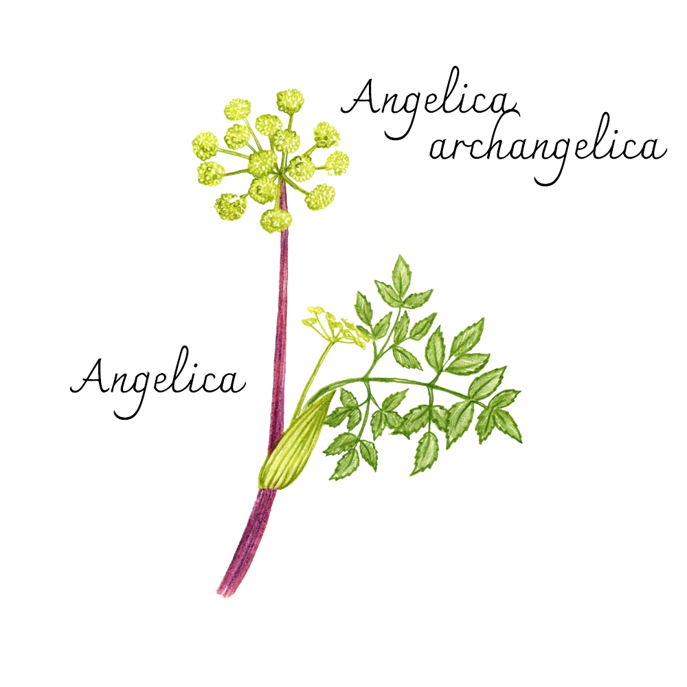 Angelica | Herbs | Herbal Reality