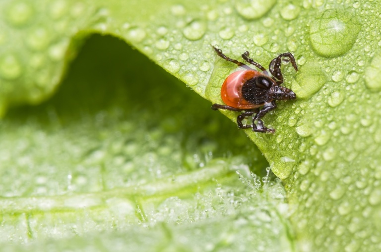 Lyme disease | Immune system | Herbal Reality