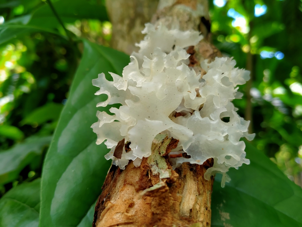 Tremella | Herbs | Herbal Reality