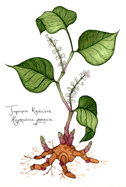 Japanese knotweed | Herbs | Herbal Reality