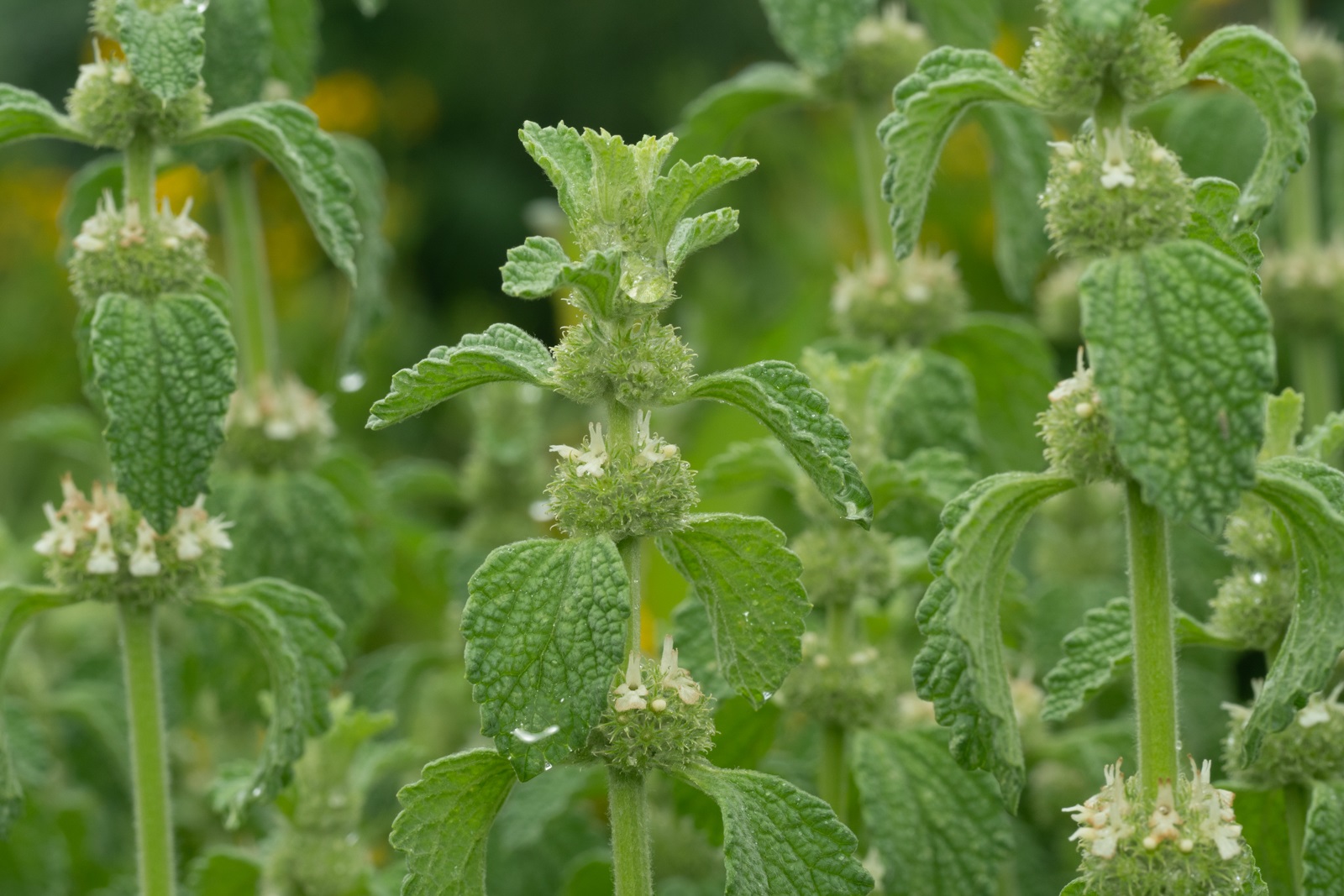 White horehound | Herbs | Herbal Reality