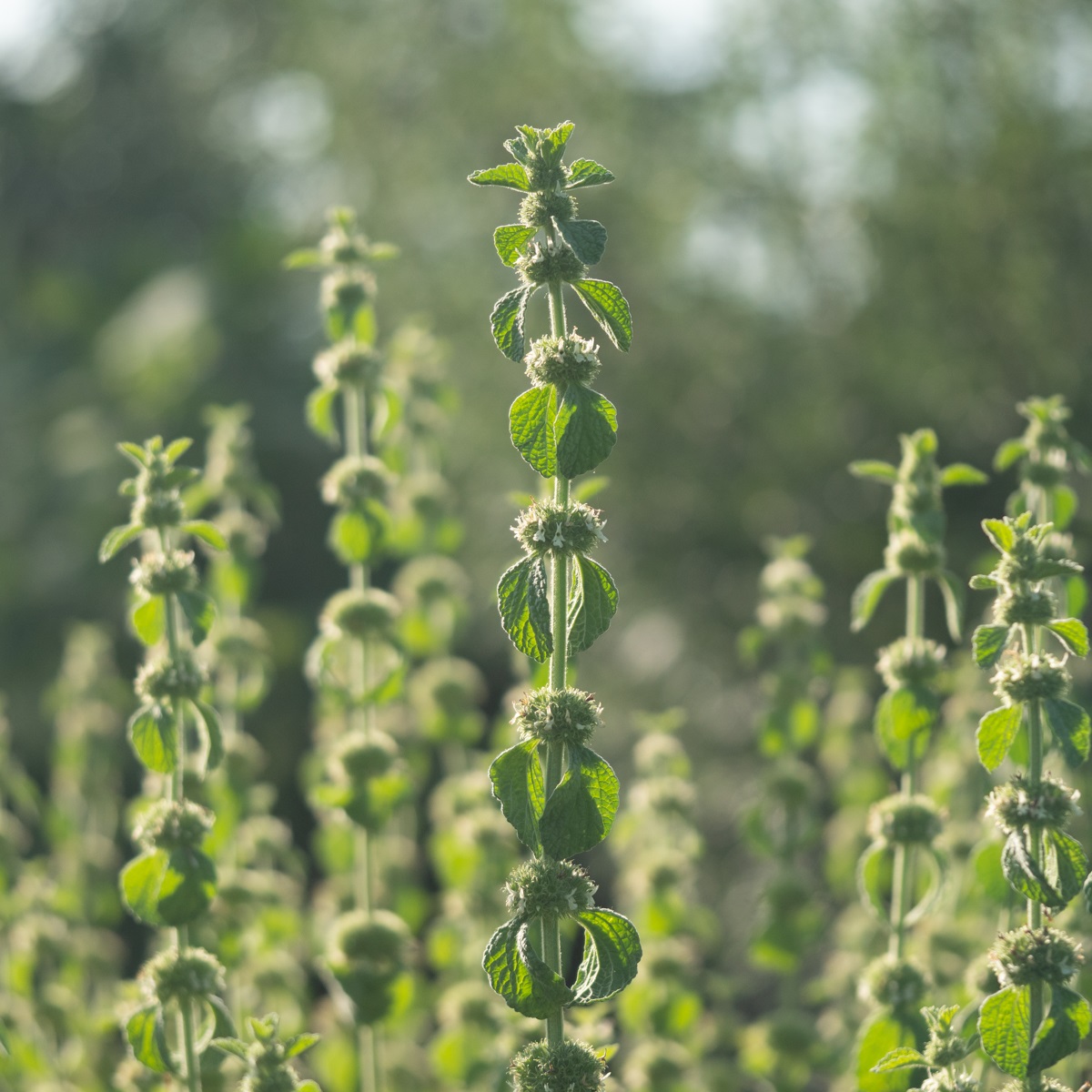 White horehound | Herbs | Herbal Reality