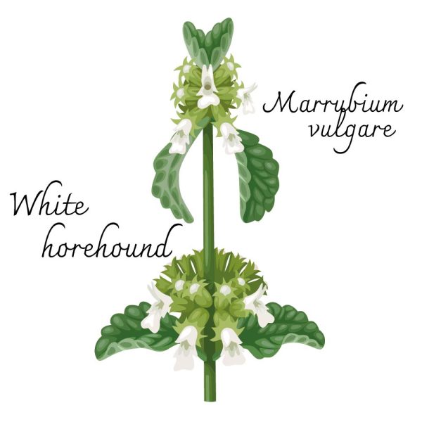 White horehound | Herbs | Herbal Reality