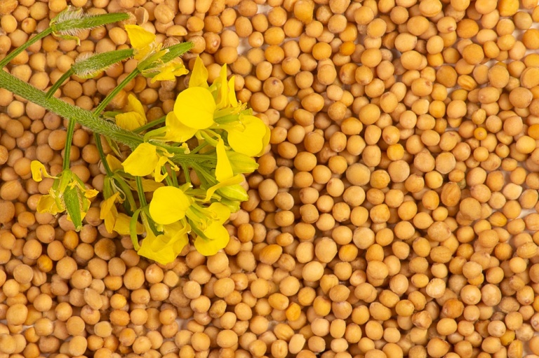 Mustard seed (Brassica spp.): Benefits, Uses, Safety | Herbal Reality