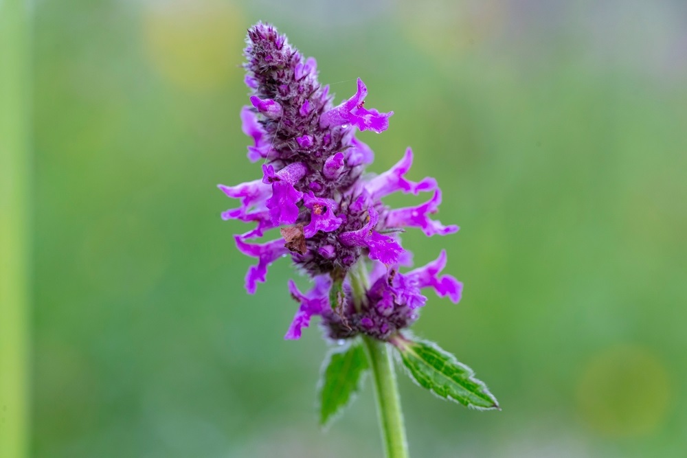 Betony (Betonica officinalis): Uses, Benefits, Safety | Herbal Reality