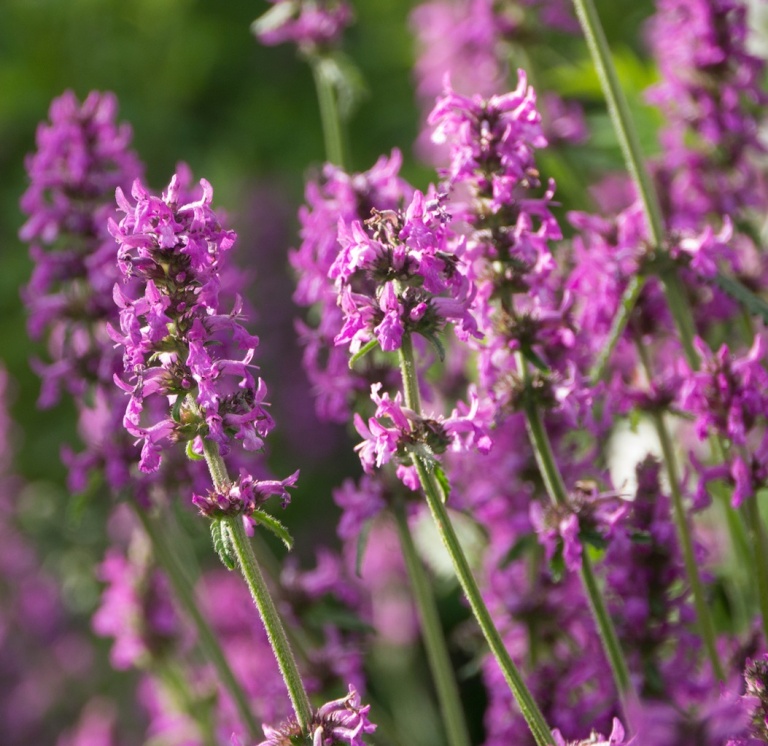 Betony (Betonica officinalis): Uses, Benefits, Safety | Herbal Reality