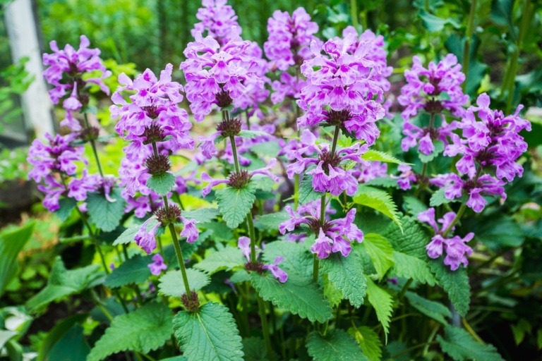 Betony (Betonica officinalis): Uses, Benefits, Safety | Herbal Reality