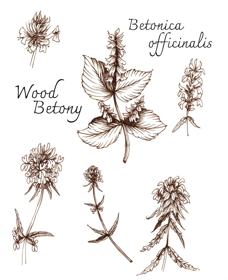 Betony | Herbs | Herbal Reality