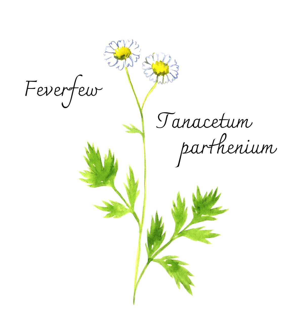 Feverfew | Herbs | Herbal Reality