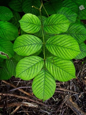 Jamaican Dogwood: Safety, Uses, Benefits | Herbal Reality