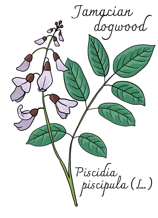Jamaican Dogwood: Safety, Uses, Benefits | Herbal Reality