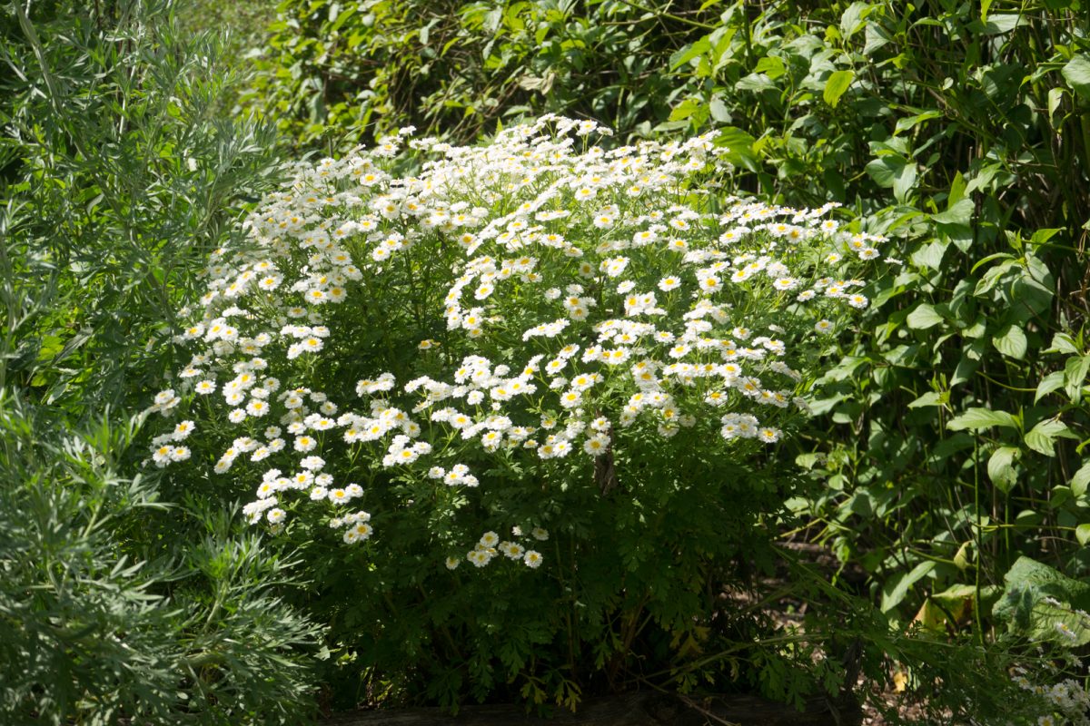 Feverfew | Herbs | Herbal Reality