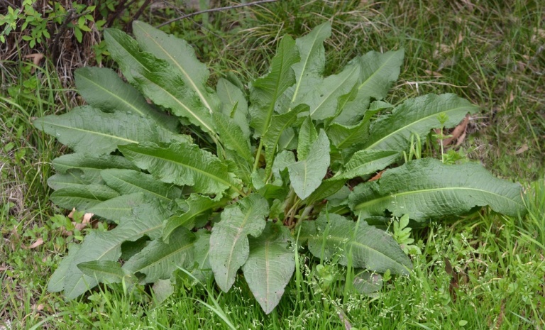 Yellow Dock (Rumex crispus): Benefits, Safety, Uses | Herbal Reality
