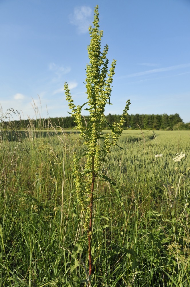 Yellow Dock (Rumex crispus): Benefits, Safety, Uses | Herbal Reality