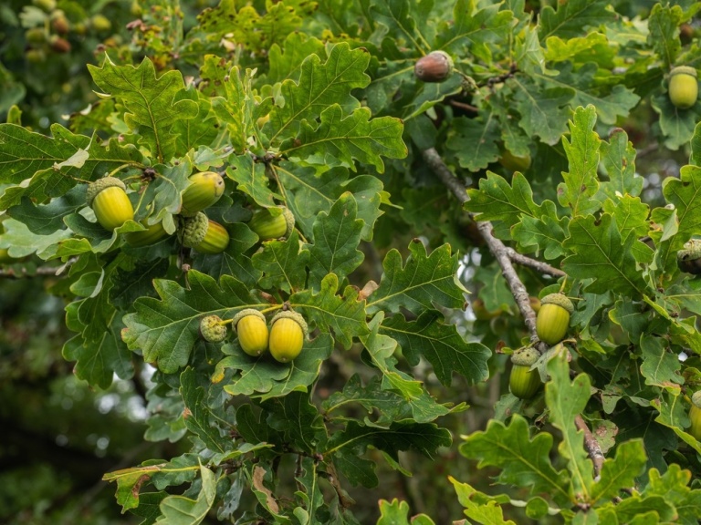 Oak (Quercus robur): Benefits, Safety, Uses, Research | Herbal Reality