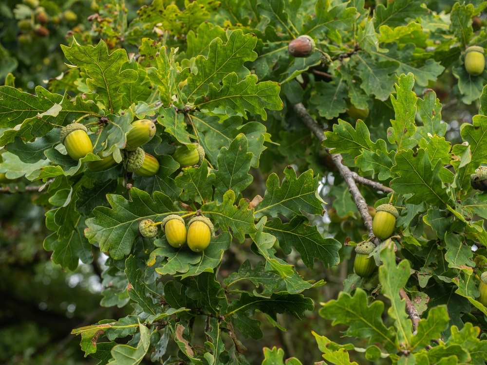 Oak (Quercus robur): Benefits, Safety, Uses, Research | Herbal Reality