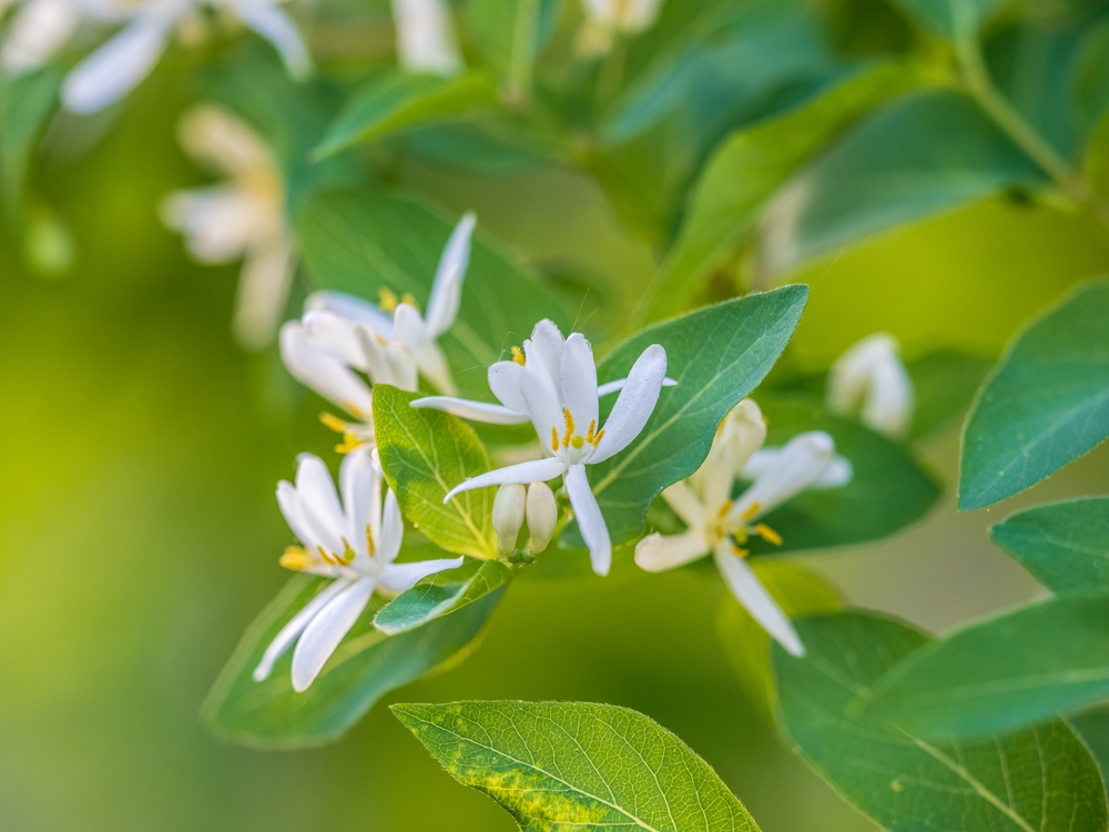 Honeysuckle | Herbs | Herbal Reality