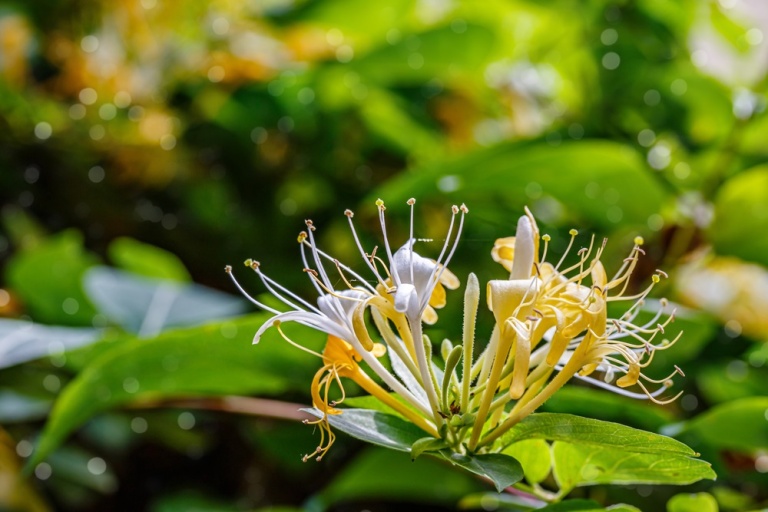 Honeysuckle: Benefits, Uses, Safety, Research | Herbal Reality