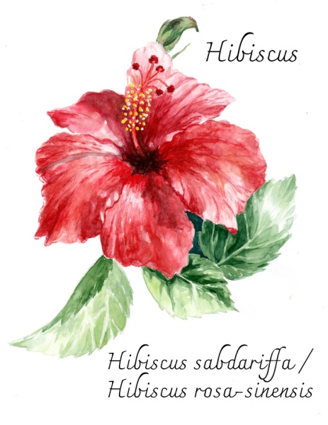 Hibiscus - Herbal Reality
