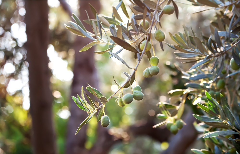 Olive Leaf (Olea europaea): Benefits, Uses, Safety | Herbal Reality