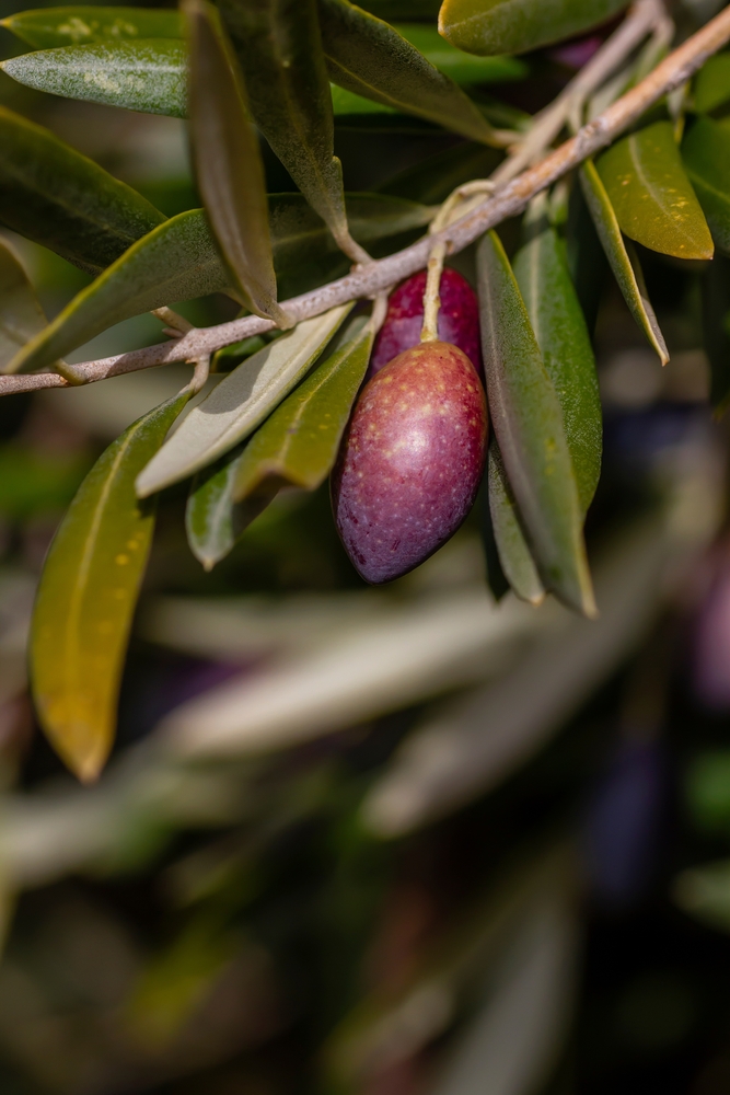 Olive leaf | Herbs | Herbal Reality