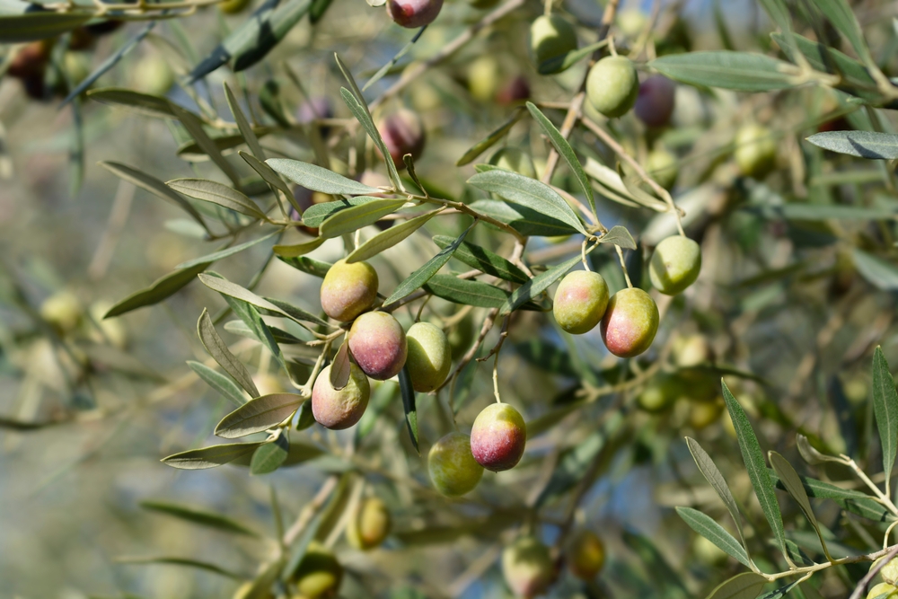 Olive Leaf (Olea europaea): Benefits, Uses, Safety | Herbal Reality