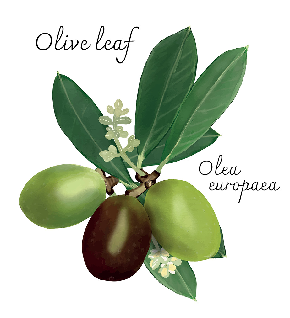 Olive leaf | Herbs | Herbal Reality