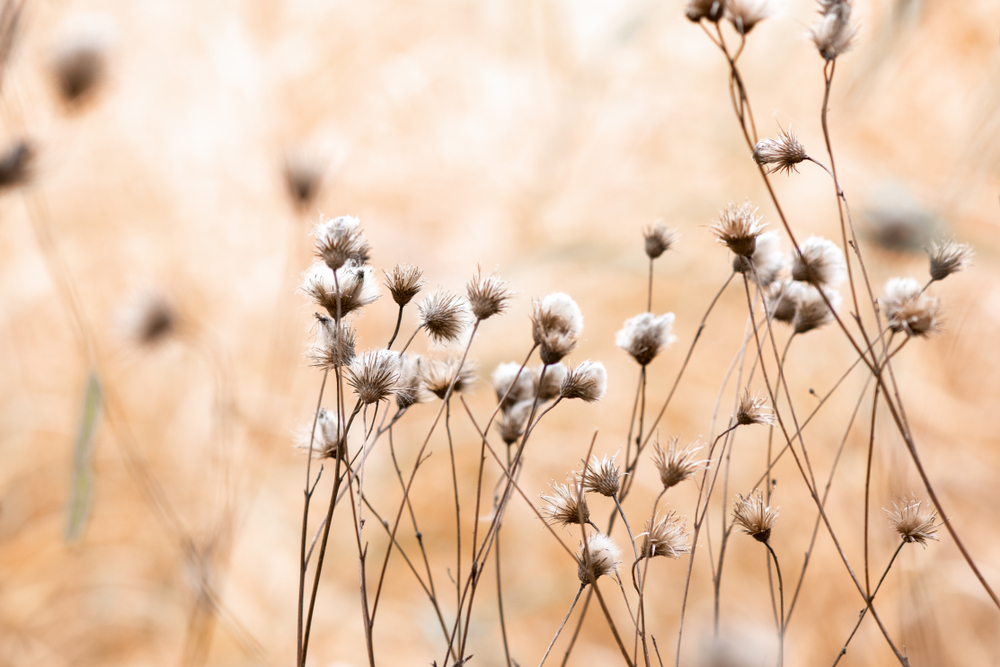 Atractylodes | Herbs | Herbal Reality