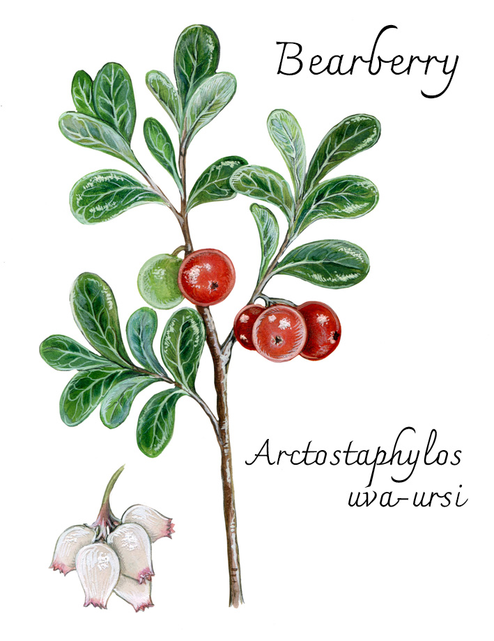 Bearberry Bearberry | Herbs | Herbal Reality