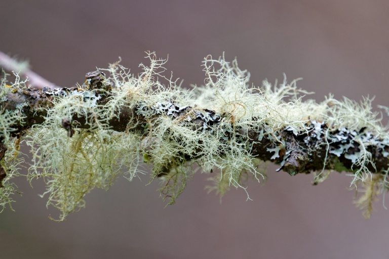 Usnea - Herbal Reality