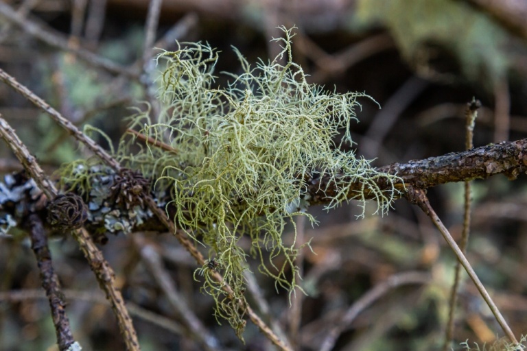 Usnea | Herbs | Herbal Reality