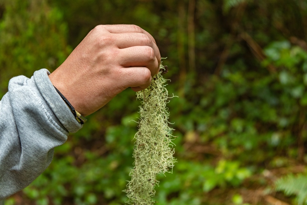 Usnea (Usnea barbata): Benefits, Uses, Safety | Herbal Reality