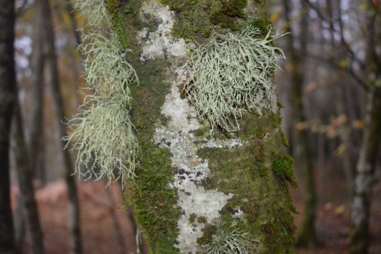 Usnea | Herbs | Herbal Reality