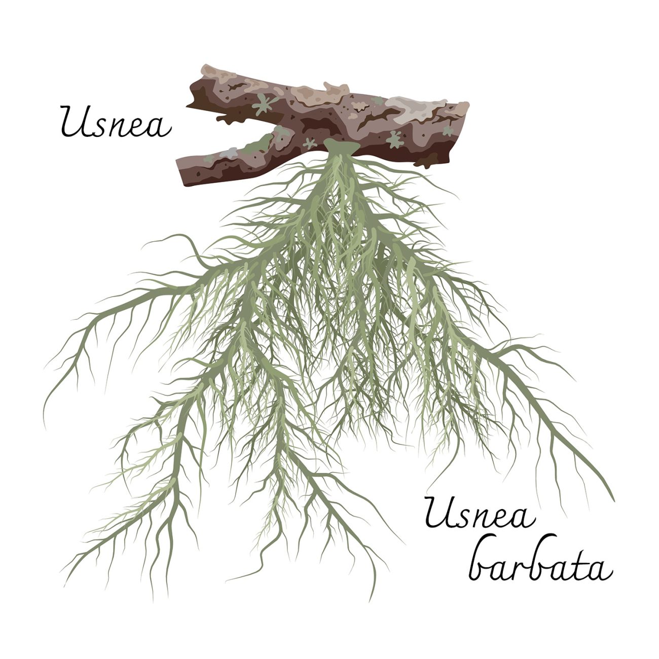 Usnea | Herbs | Herbal Reality