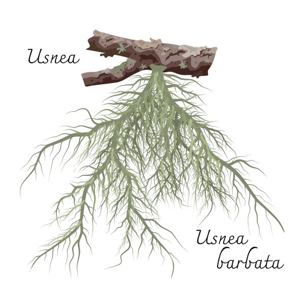 Usnea - Herbal Reality