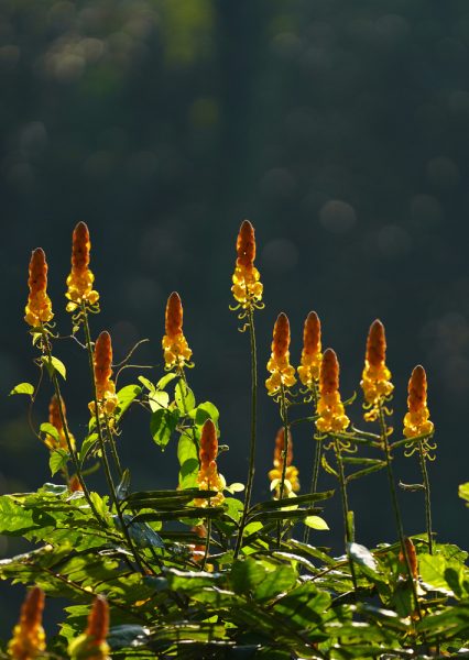 Herbal medicines from Ghana | History | Herbal Reality