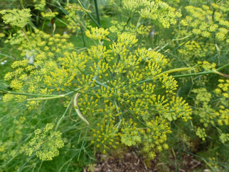 Aniseed (Pimpinella anisum): Benefits, Uses, Safety | Herbal Reality