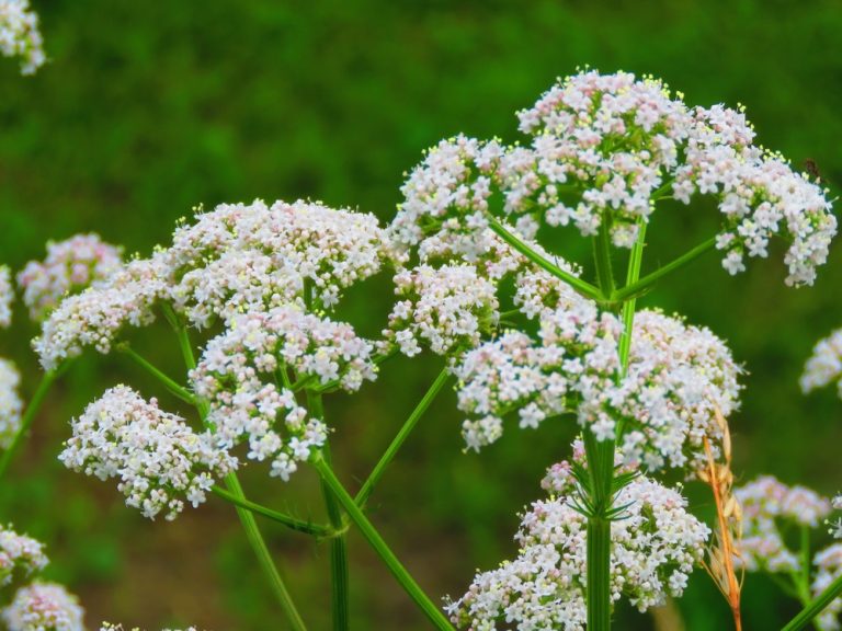 Aniseed (Pimpinella anisum): Benefits, Uses, Safety | Herbal Reality