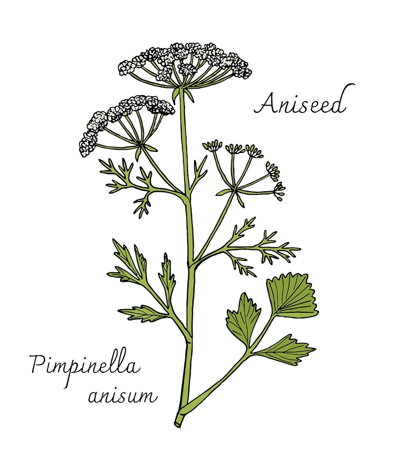 Aniseed | Herbs | Herbal Reality