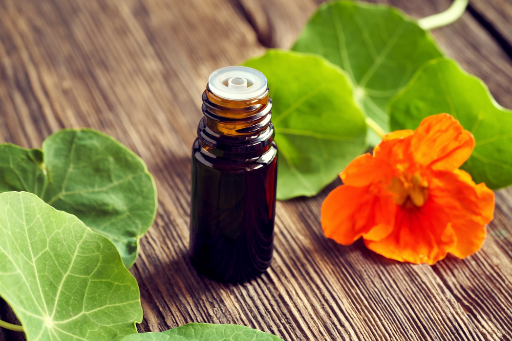 Nasturtium (Tropaeolum majus): Benefits, Safety, Uses | Herbal Reality