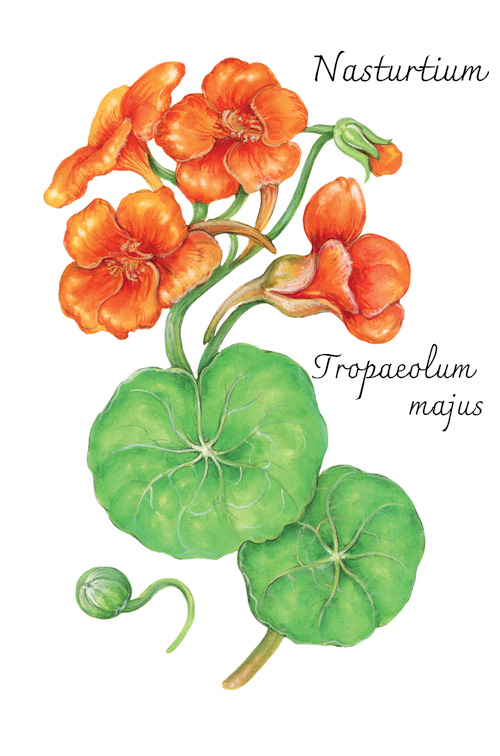 Nasturtium | Herbs | Herbal Reality