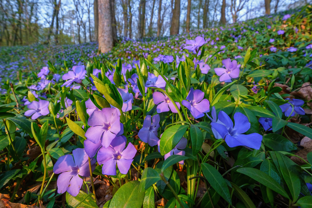 Lesser Periwinkle (Vinca minor): Benefits, Safety, Uses | Herbal Reality
