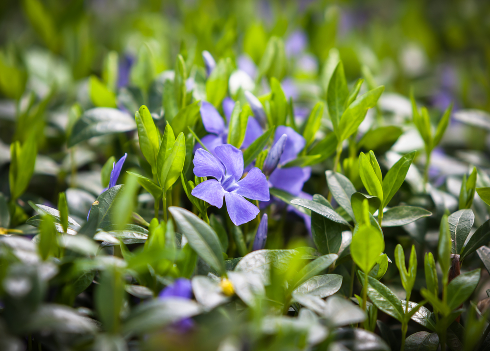 Lesser periwinkle | Herbs | Herbal Reality