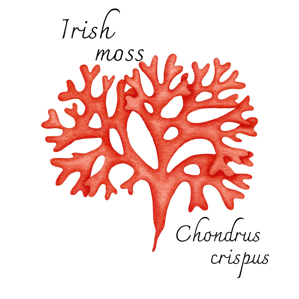 Irish Moss (Chondrus crispus): Benefits, Uses, Safety | Herbal Reality