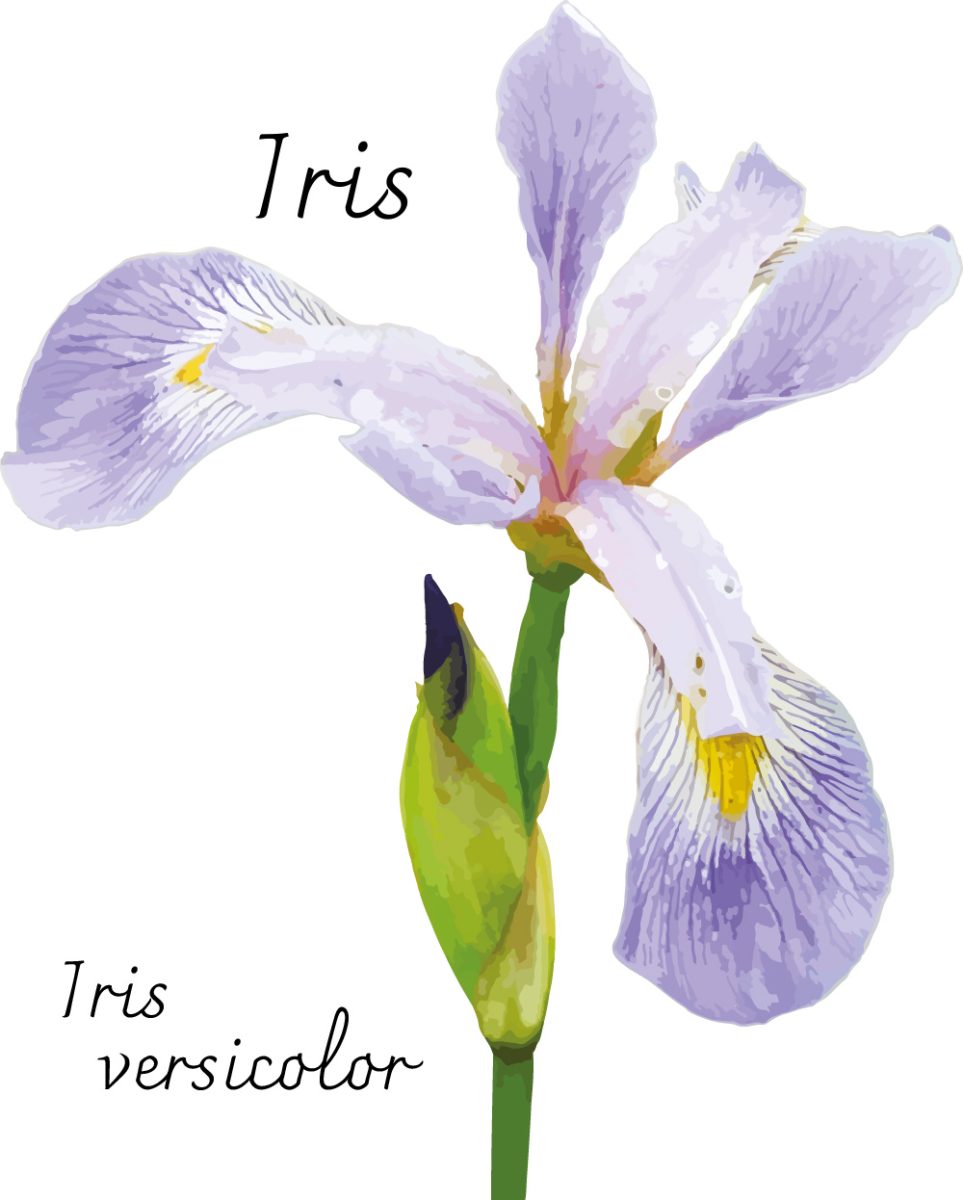 Iris | Herbs | Herbal Reality